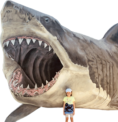 Megalodon Shark Tooth Evolution – PurFossils